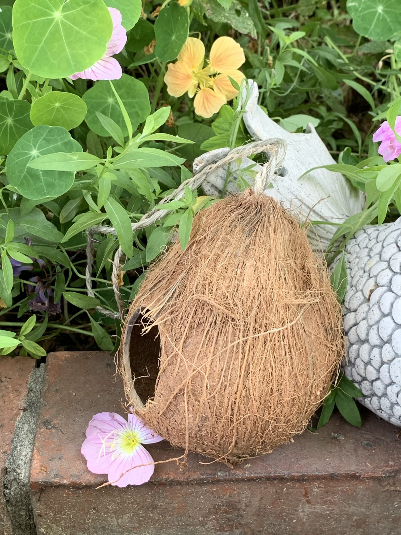 Hanging Coconut Hide – The Gecko Geek